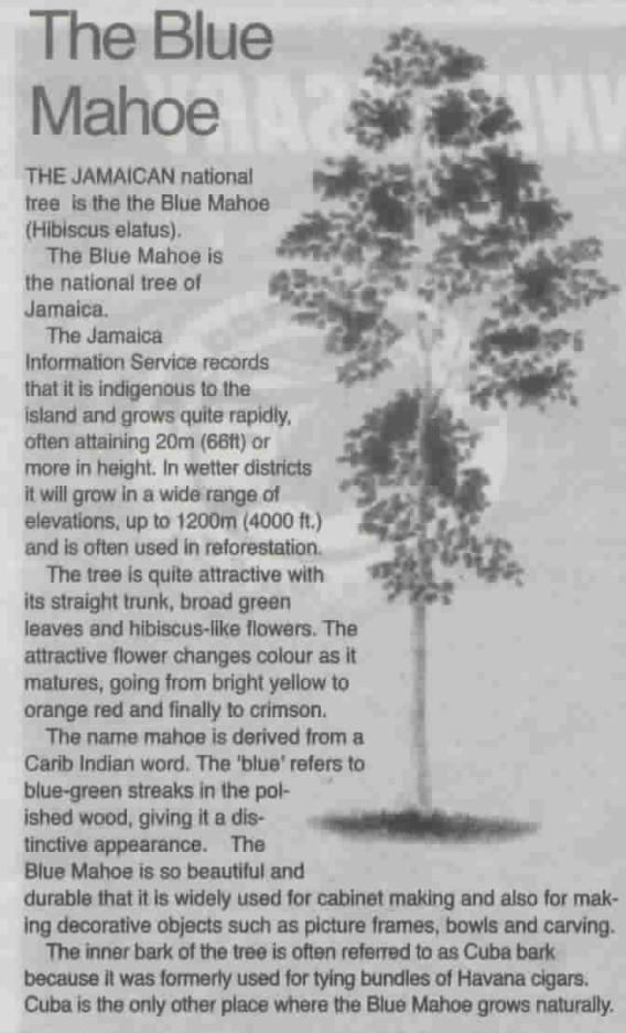 Jamaica-National_Symbols-Blue_Mahoe